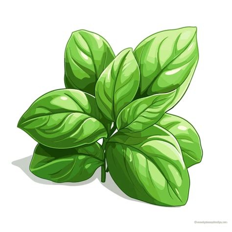Premium Vector Basil Vector On White Background