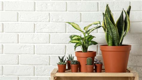 Use Hydrogen Peroxide To Treat Root Rot In Houseplants Lifehacker