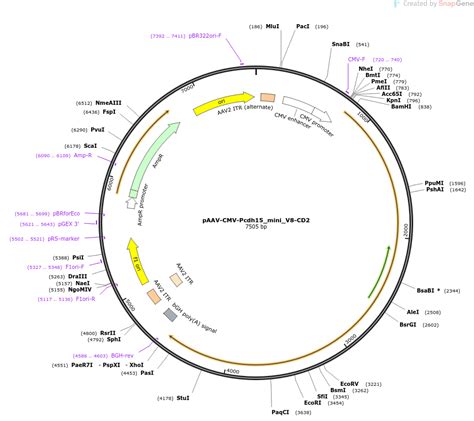 Addgene Paav Cmv Pcdh15 Mini V8 Cd2