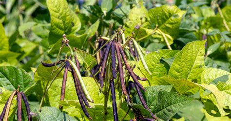 The Kind Of Law Ndengu Farmers Need Muemaction Post