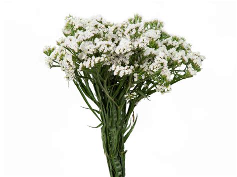 Statice Sinzii White 070 Cm Veiling Holambra Flores E Plantas