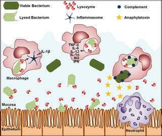 From Bacterial Killing To Immune Modulation Recent Insights Into The