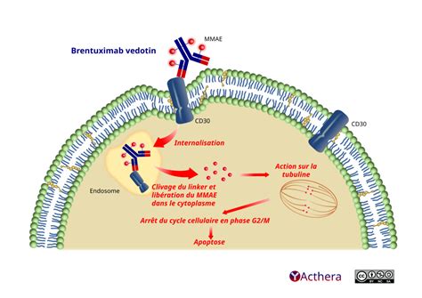 Brentuximab Vedotin Adcetris®