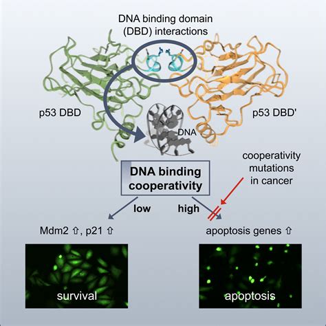 Dna Binding Cooperativity Of P53 Modulates The Decision Between Cell