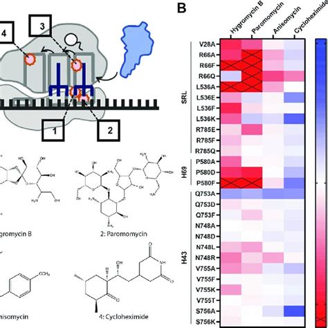 Translational Fidelity Defects Resulting From Eef2 Mutations To Download Scientific Diagram