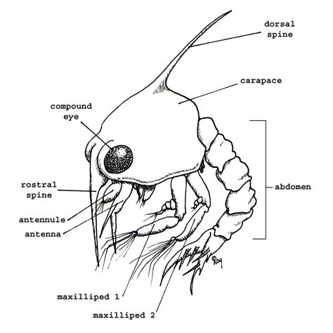 Crab Zoea Larva At Theresa Hanson Blog