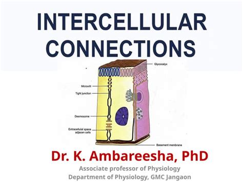 Intercellular Junctions Or Connections By Dr K Ambareesha Pptx
