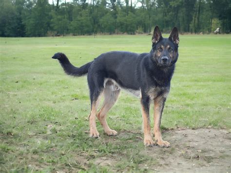 Kiley German Shepherd Puppy For Sale In Pennsylvania