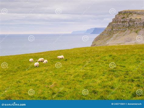 Iceland West Fjord Sheep Stock Image Image Of Field 24371069