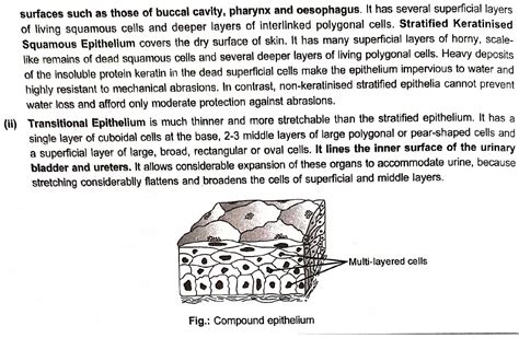 Explain Simple And Compound Glandular Epithelium Dont Misunderstand