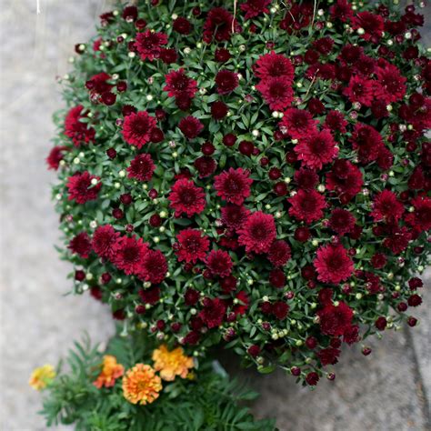 Kennedys Classic Red Mum Kennedys Country Gardens Garden Center