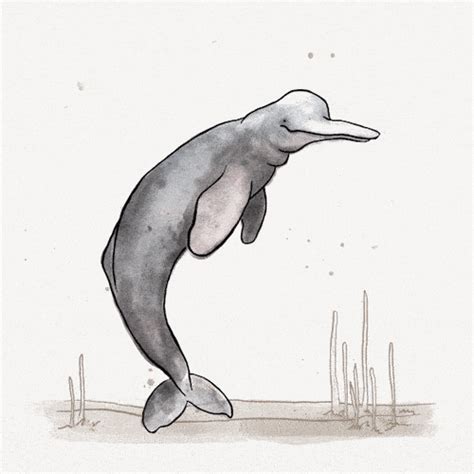 Indus River Dolphin Drawing