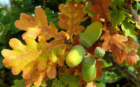 Best Oak Tree For Acorns At Blair Martin Blog