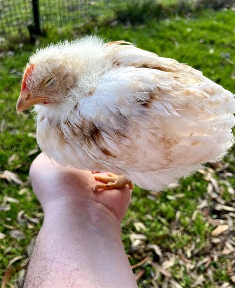 Sex Breed R Backyardchickens