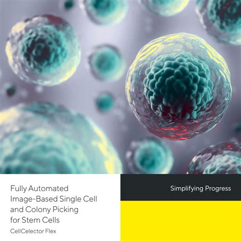 Enhancing Survival Novel Methods For Stem Cell Colony Selection And