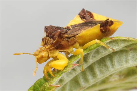 Ambush Bug Phymata Americana Bugguidenet