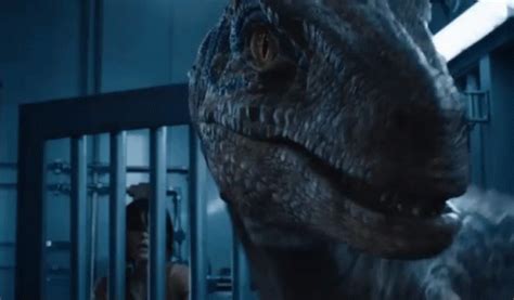 Dinosaur Sneer  Dinosaur Sneer Roar Discover And Share S