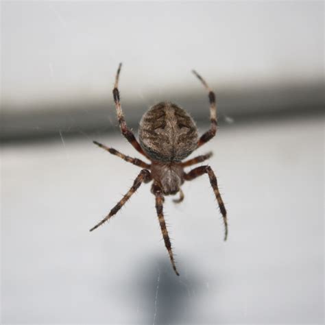 Male Orb Weaver Spider