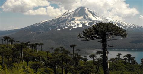 Parque Nacional Conguillío Araucanía Andina