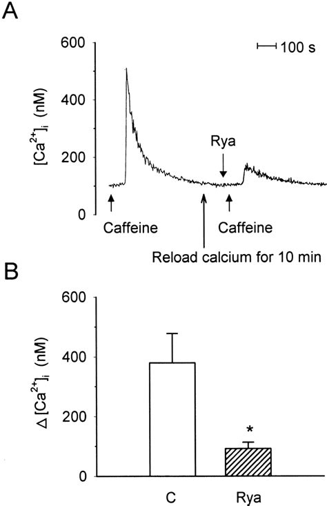 Effect Of Ryanodine On Caffeine Induced Intracellular Ca 2 Release In