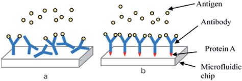 A Non Directional Antibody Solid Phase Technique B Directional