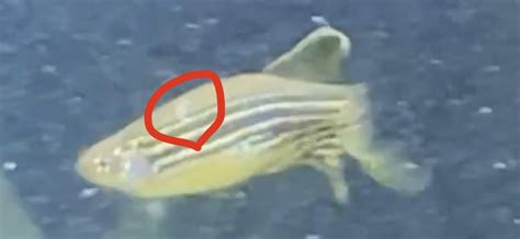 Noticed This Spot On My Zebra Danio Today Looks Like He Possibly Has A