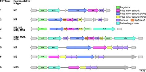 Streptococcus Bacteria Diagram