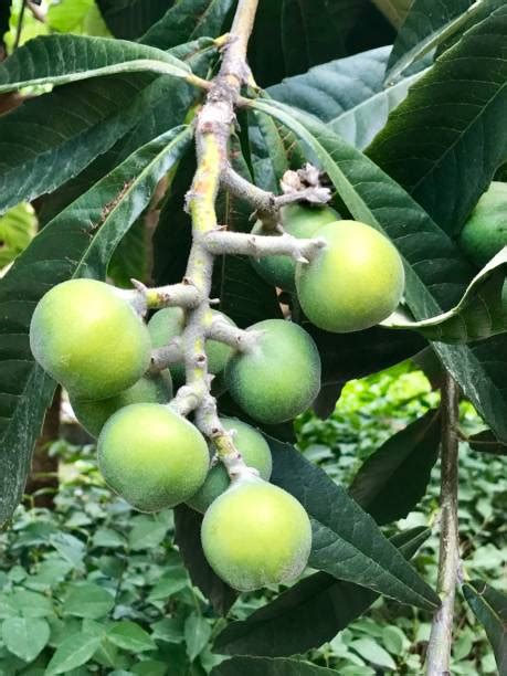 140 Callose Foto Foto Stok Potret And Gambar Bebas Royalti Istock