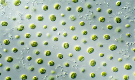 A New Dna Editing Toolkit For Algae