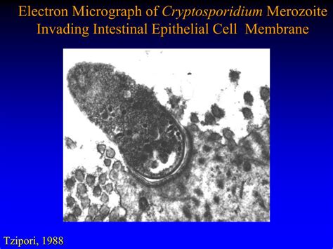 Ppt Host Parasite Interactions Of Cryptosporidium Powerpoint Presentation Id4819209