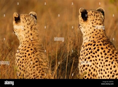 Cheetah Ear Color