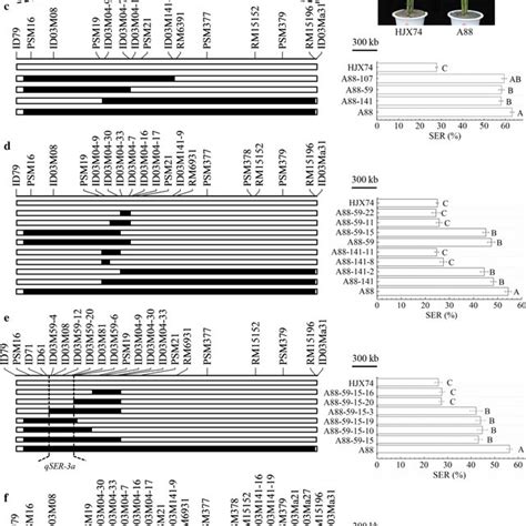 Substitution Mapping Of Qtls For Ser On Chromosome 2 A The
