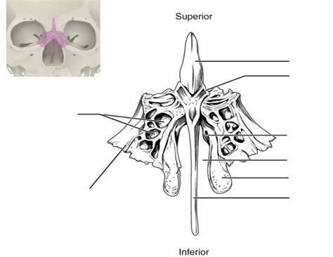 Ethmoid Bone Diagram Quizlet