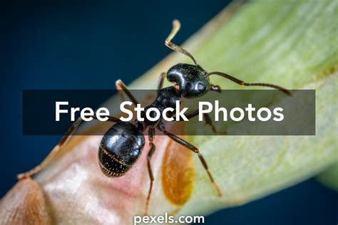 Ant Microscope View Photos Download The Best Free Ant Microscope View