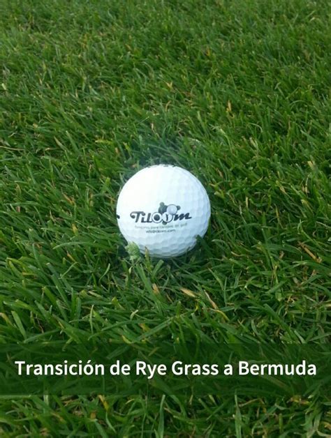Transición De Rye Grass A Bermuda
