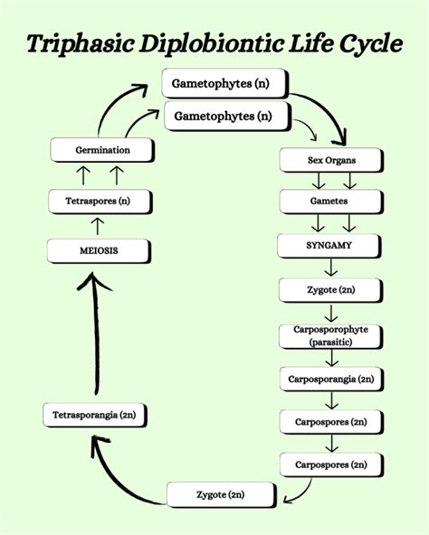 Different Types Of Life Cycle In Algae Bio Smart Notes