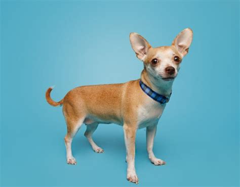 Coco Bean The Animal Protection Society Of Durham