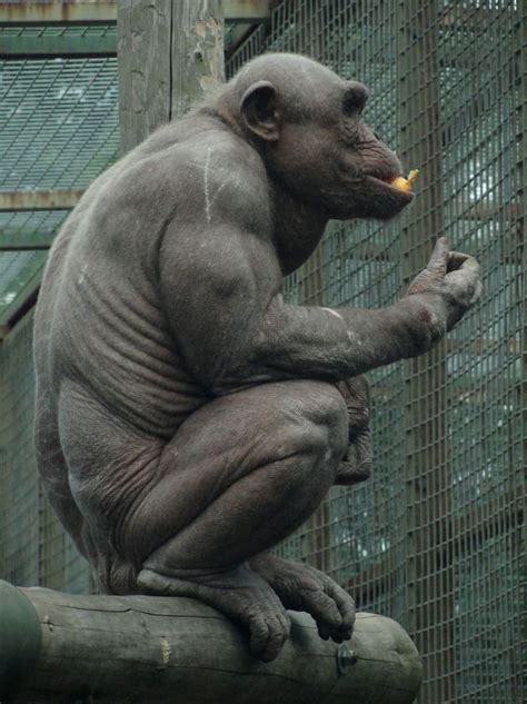 Hairless Chimpanzee