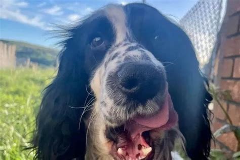 Horror As Seven Dogs Burned Alive In Vile Arson Attack On Kennels