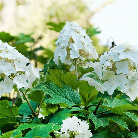 Hydrangea Oakleaf Hydrangea Quercifolia 100 Seeds Seed Therapy