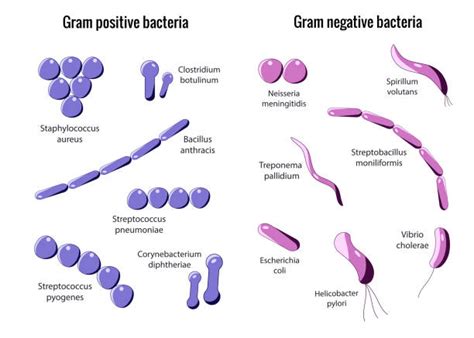 Streptococcus Pyogenes Gram Stain