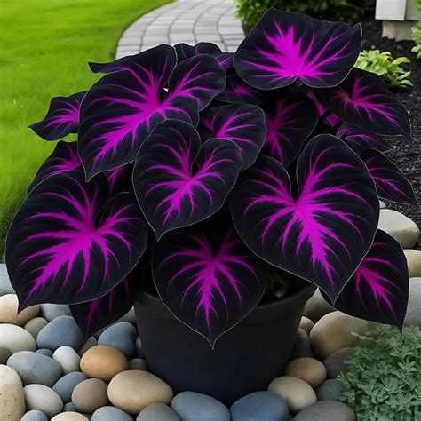 Purple Hosta Plant Etsy