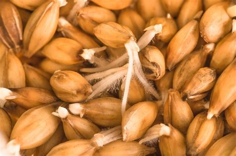 Как сделать солод в домашних условиях методика проращивания