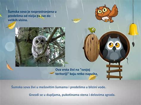 Šumska Sova Sara Ostojić Ppt