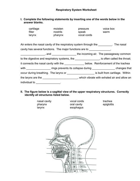 The Respiratory System Worksheet Printable And Enjoyable Learning