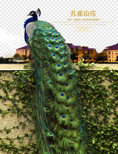 นกยูงสีเขียว ขาวและน้ำเงิน โปสเตอร์โฆษณาอสังหาริมทรัพย์นกยูง Peacock Hill การโฆษณา