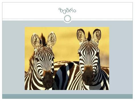 გარეული ცხოველები Pptx