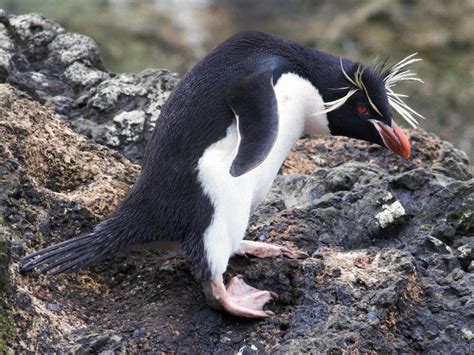 Eastern Rockhopper Penguin Ebird