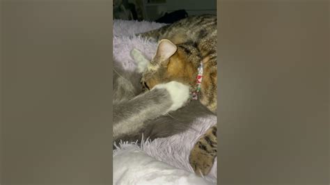 Cat Sus﫣 Cats Fyp Catsoftiktok Youtube