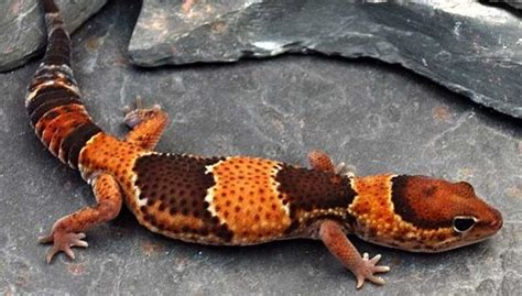 African Fat Tailed Gecko Facts And Pictures